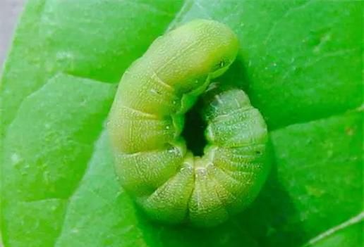 甜菜夜蛾幼虫长什么样_如何识别甜菜夜蛾幼虫-第3张图片-山城妙识