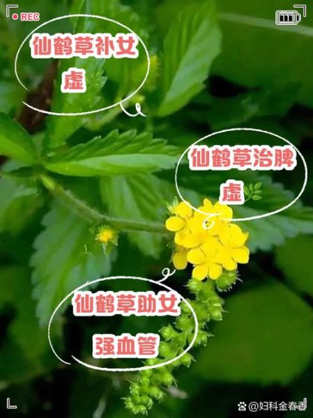 女人吃仙草有什么好处_仙草对女性有哪些功效-第1张图片-山城妙识