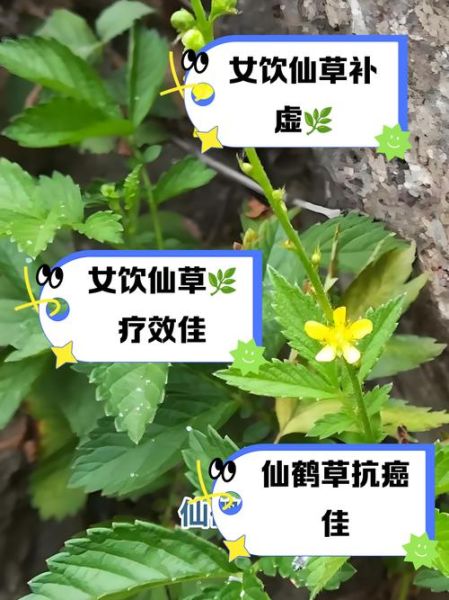 女人吃仙草有什么好处_仙草对女性有哪些功效-第2张图片-山城妙识