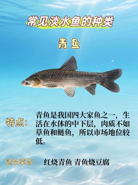 鱼图片带名字大全集_如何快速识别常见淡水鱼-第3张图片-山城妙识 鱼图片带名字大全集_如何快速识别常见淡水鱼-第3张图片-山城妙识