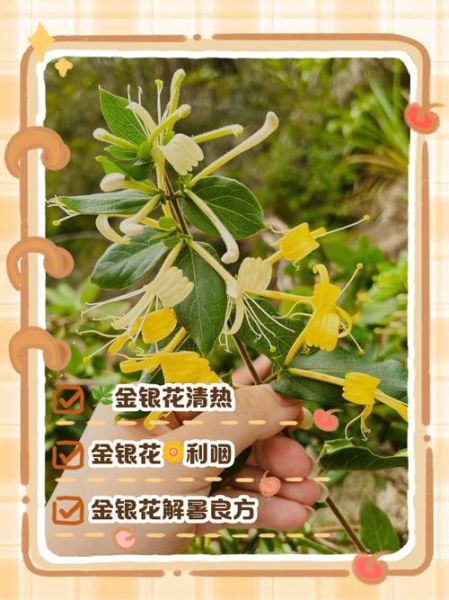 金银花泡水的作用与功效_金银花泡水能天天喝吗-第2张图片-山城妙识