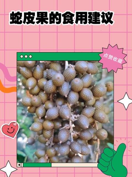 蛇皮果怎么吃_蛇皮果的正确吃法-第1张图片-山城妙识