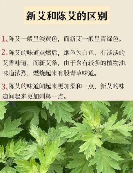艾叶的功效与作用及食用方法_艾叶怎么吃最好-第2张图片-山城妙识