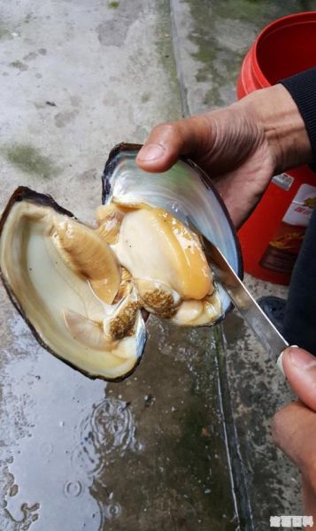 河蚌怎么清洗干净内脏_河蚌内脏清理步骤-第3张图片-山城妙识