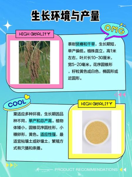 粟米是小米吗_粟米和小米的区别-第2张图片-山城妙识