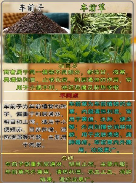 车前草长什么样_车前草的功效与作用-第1张图片-山城妙识 车前草长什么样_车前草的功效与作用-第1张图片-山城妙识