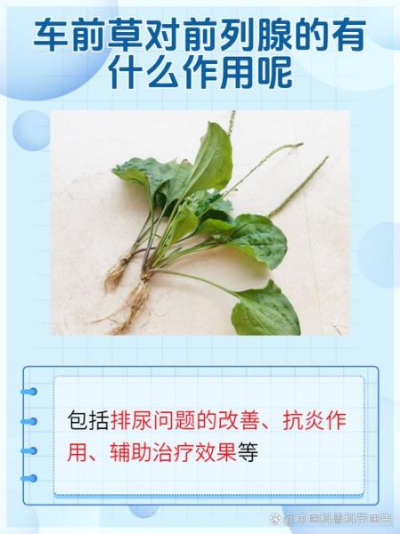 车前草长什么样_车前草的功效与作用-第2张图片-山城妙识 车前草长什么样_车前草的功效与作用-第2张图片-山城妙识