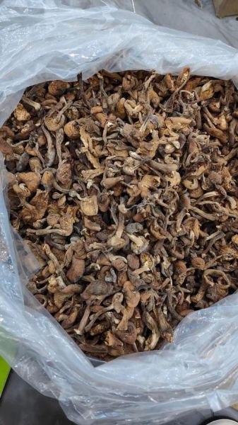 榛蘑怎么做好吃_榛蘑炖鸡的家常做法-第1张图片-山城妙识