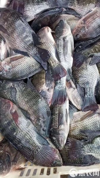 罗非鱼多少钱一斤2021_2021年罗非鱼价格走势-第2张图片-山城妙识