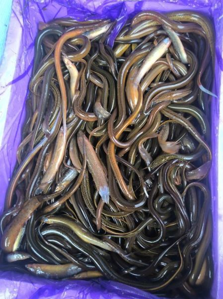 藤鳝鱼的功效与作用_藤鳝鱼怎么吃最补-第2张图片-山城妙识