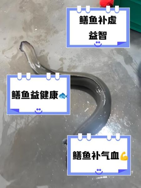 藤鳝鱼的功效与作用_藤鳝鱼怎么吃最补-第1张图片-山城妙识