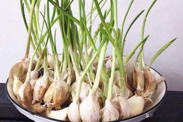 种大蒜多久发芽_阳台种大蒜全过程-第2张图片-山城妙识