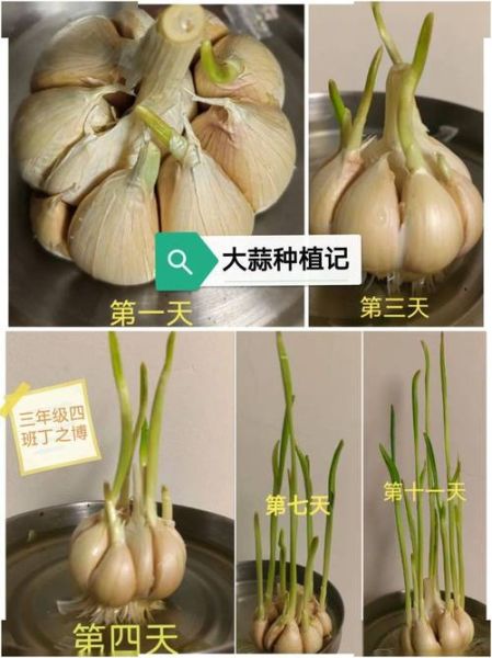 种大蒜多久发芽_阳台种大蒜全过程-第1张图片-山城妙识