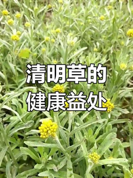 清明草图片大全_清明草长什么样-第2张图片-山城妙识