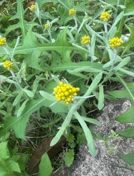 清明草图片大全_清明草长什么样-第1张图片-山城妙识