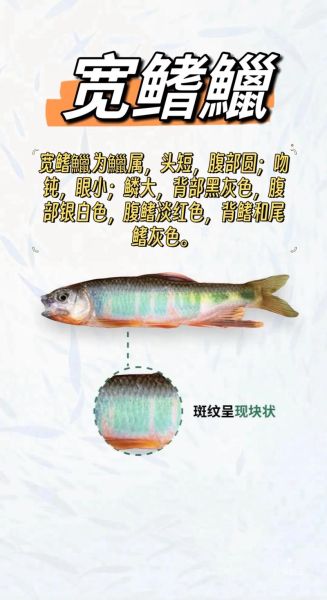 宽鳍鱲怎么钓_宽鳍鱲吃什么饵-第2张图片-山城妙识