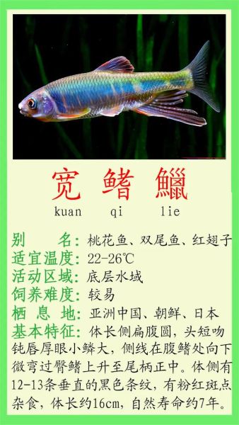 宽鳍鱲怎么钓_宽鳍鱲吃什么饵-第3张图片-山城妙识