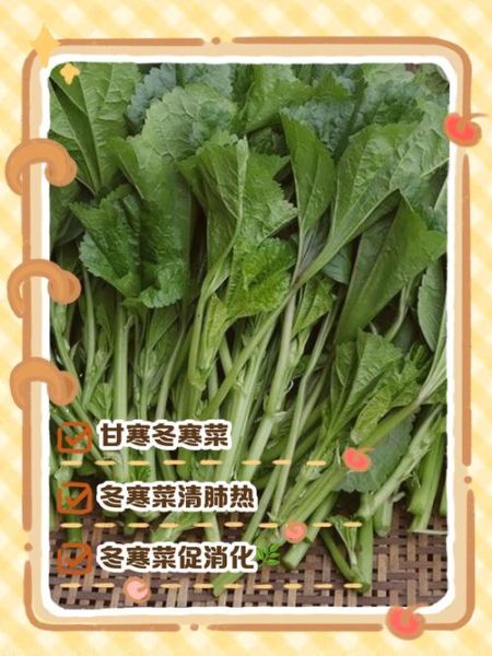 寒菜怎么炒好吃_寒菜和什么搭配最营养-第2张图片-山城妙识