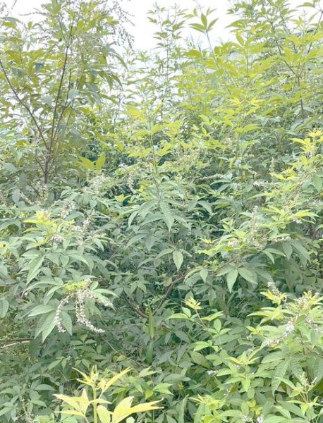 灰水粽子的功效与作用_孕妇能吃吗-第2张图片-山城妙识 灰水粽子的功效与作用_孕妇能吃吗-第2张图片-山城妙识