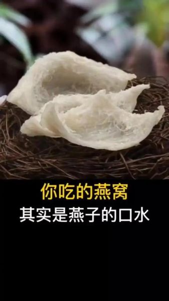 燕窝是燕子的窝吗_燕窝到底是什么做的-第1张图片-山城妙识