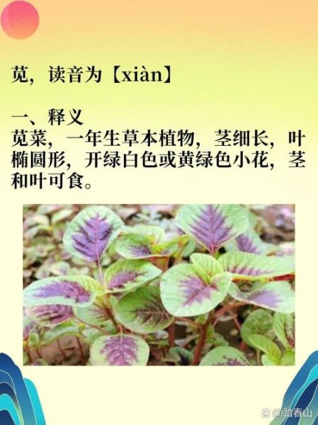 苋怎么读音_苋字拼音怎么写-第1张图片-山城妙识 苋怎么读音_苋字拼音怎么写-第1张图片-山城妙识