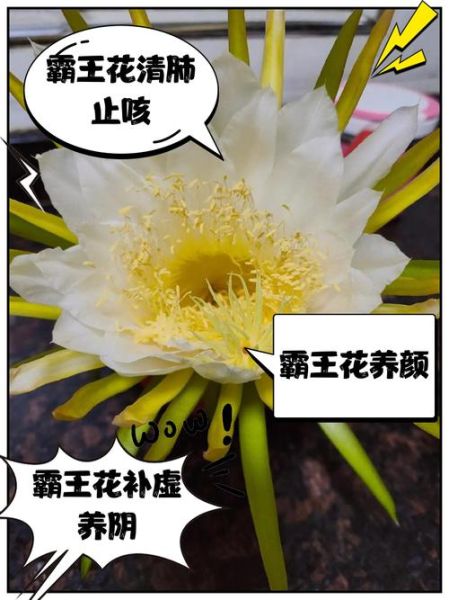 霸王花泡水有什么功效_霸王花泡水可以天天喝吗-第1张图片-山城妙识