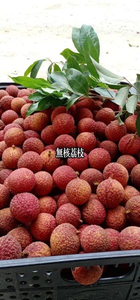 荔枝王图片_荔枝王和普通荔枝区别-第3张图片-山城妙识