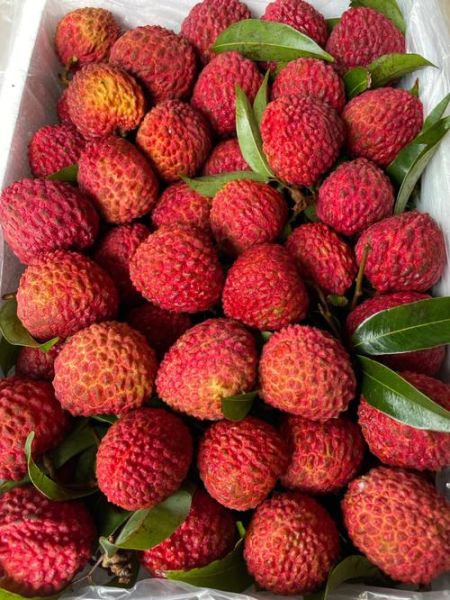 荔枝王图片_荔枝王和普通荔枝区别-第1张图片-山城妙识