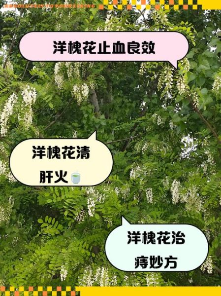 生槐花可以泡水喝吗_生槐花泡水有什么功效-第1张图片-山城妙识