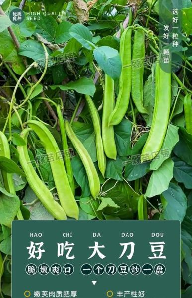 宽扁豆的功效与作用_宽扁豆怎么吃最营养-第2张图片-山城妙识