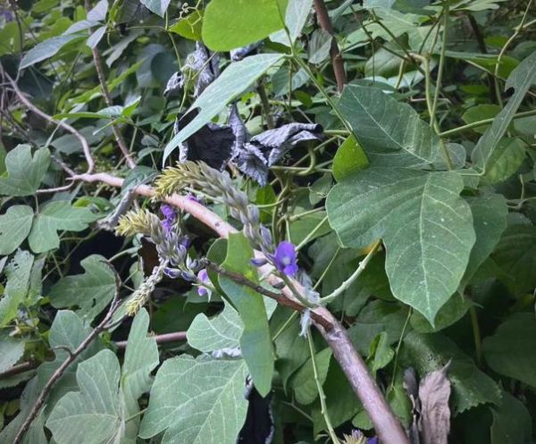 葛花长什么样_葛花图片怎么识别-第3张图片-山城妙识