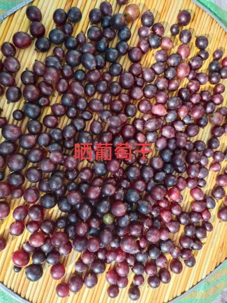 家庭葡萄酒怎么做_自酿葡萄酒注意事项-第2张图片-山城妙识