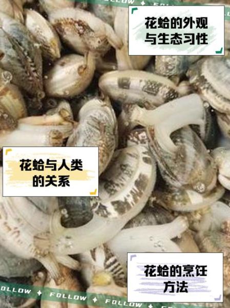 文蛤和花蛤的区别_哪个更鲜-第2张图片-山城妙识