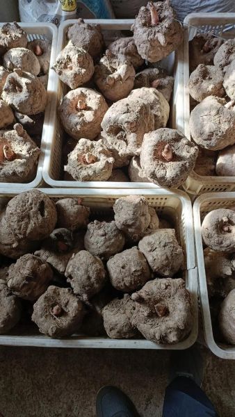 磨芋头图片大全_芋头怎么磨才细腻-第1张图片-山城妙识 磨芋头图片大全_芋头怎么磨才细腻-第1张图片-山城妙识