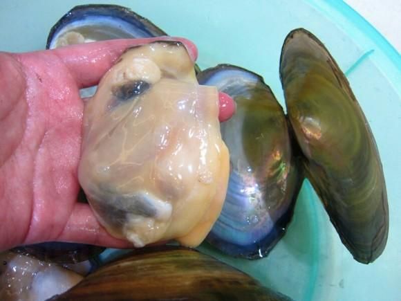 河蚌怎么清洗干净_河蚌清洗内脏步骤-第3张图片-山城妙识 河蚌怎么清洗干净_河蚌清洗内脏步骤-第3张图片-山城妙识