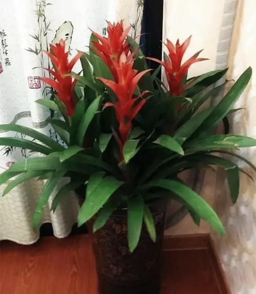 凤梨花图片怎么拍_凤梨花养护技巧-第1张图片-山城妙识