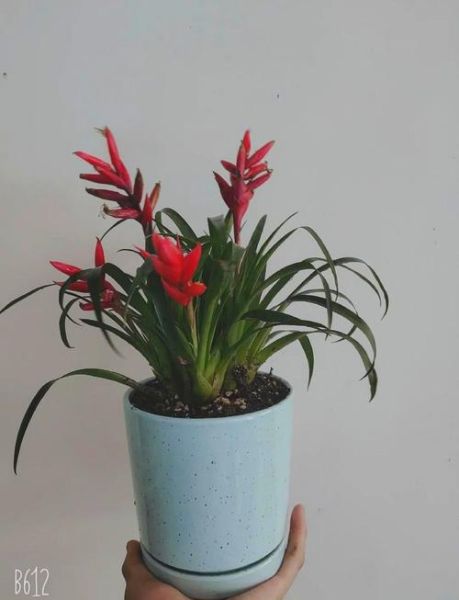 凤梨花图片怎么拍_凤梨花养护技巧-第2张图片-山城妙识