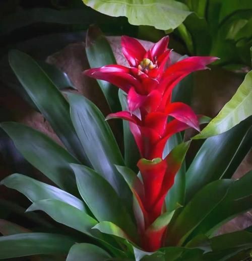 凤梨花图片怎么拍_凤梨花养护技巧-第3张图片-山城妙识