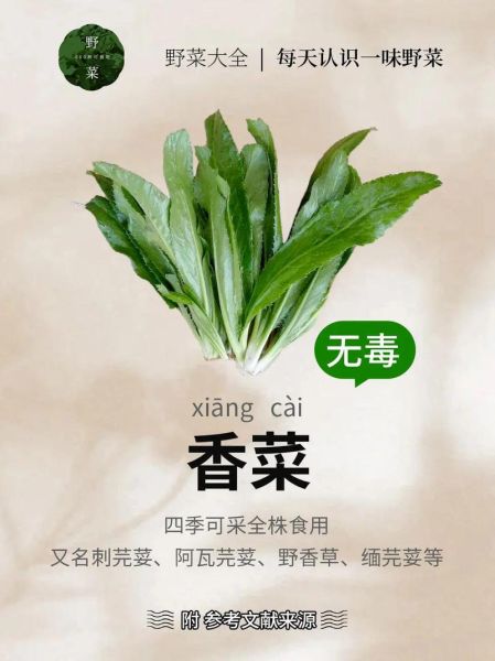 香菜的营养价值及功效_香菜怎么吃最健康-第2张图片-山城妙识 香菜的营养价值及功效_香菜怎么吃最健康-第2张图片-山城妙识