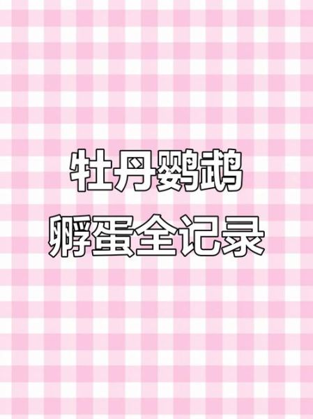 牡丹鹦鹉繁殖技巧_牡丹鹦鹉多久下一次蛋-第2张图片-山城妙识