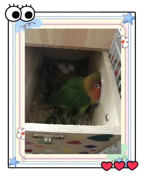 牡丹鹦鹉繁殖技巧_牡丹鹦鹉多久下一次蛋-第1张图片-山城妙识