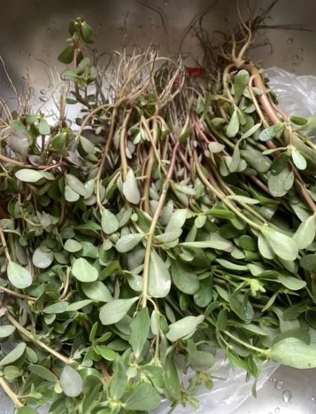 马齿菜的功效与作用及禁忌_马齿菜怎么吃最好-第3张图片-山城妙识