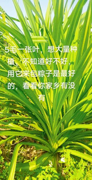 广东包粽子的叶子叫什么_粽叶品种区别-第2张图片-山城妙识 广东包粽子的叶子叫什么_粽叶品种区别-第2张图片-山城妙识