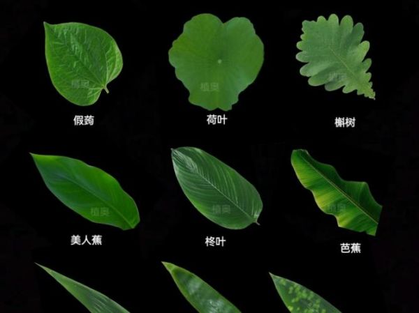 广东包粽子的叶子叫什么_粽叶品种区别-第3张图片-山城妙识 广东包粽子的叶子叫什么_粽叶品种区别-第3张图片-山城妙识