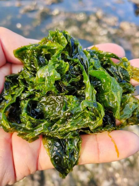 海白菜长什么样_海白菜和海带区别-第3张图片-山城妙识