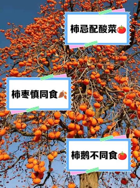 吃完柿子不能吃什么_柿子相克食物有哪些-第1张图片-山城妙识