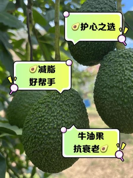 牛油果的功效与副作用_吃牛油果会上火吗-第1张图片-山城妙识