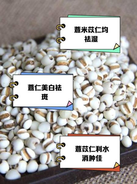薏米和薏仁的区别_薏米和薏仁一样吗-第1张图片-山城妙识 薏米和薏仁的区别_薏米和薏仁一样吗-第1张图片-山城妙识