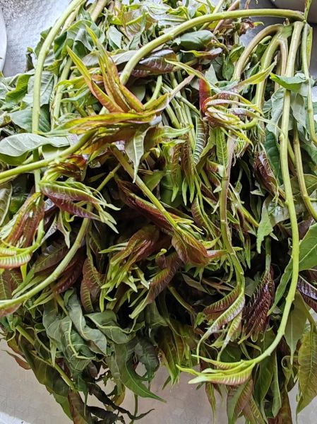 香椿是什么东西_香椿怎么吃才安全-第1张图片-山城妙识