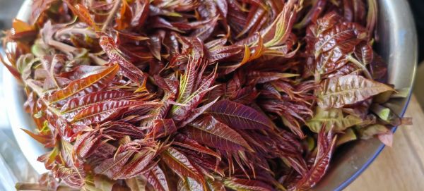 香椿是什么东西_香椿怎么吃才安全-第3张图片-山城妙识